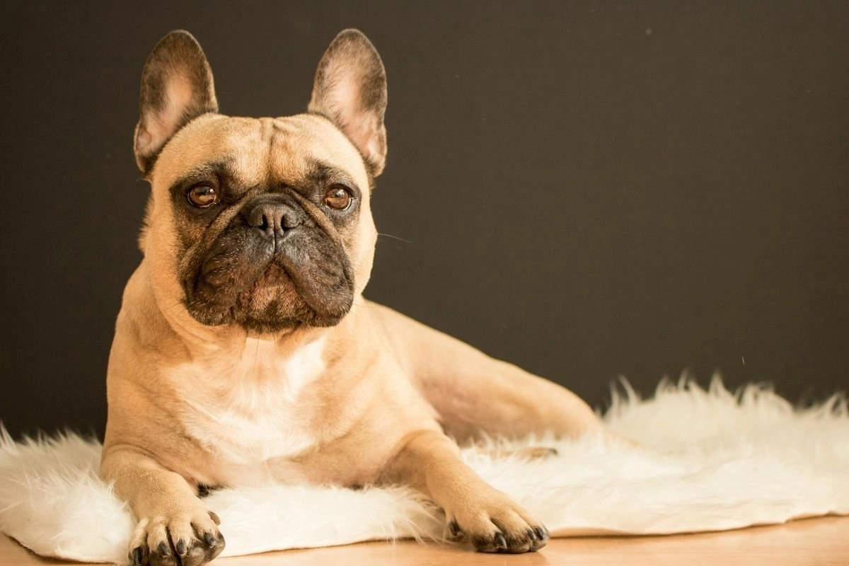 Koji gradovi su najbolji za pse na svijetu? - BNDAN.com